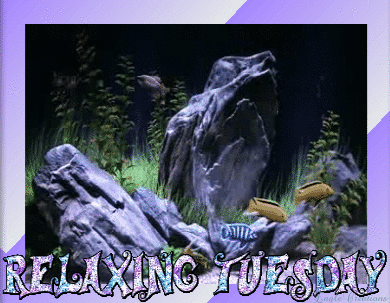 Freshwater Aquarium Wallpaper Gif